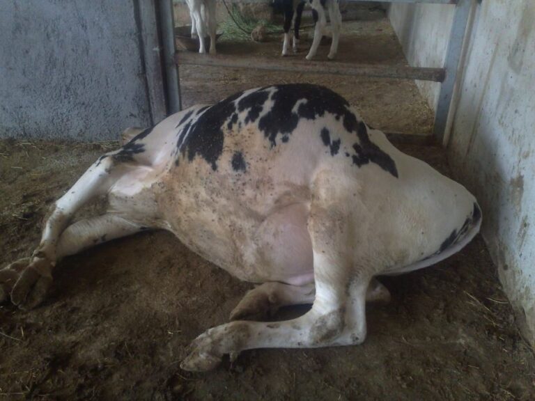 Timpanismo Bovino: O que é, causas e tratamentos - Revista Tempo Verde